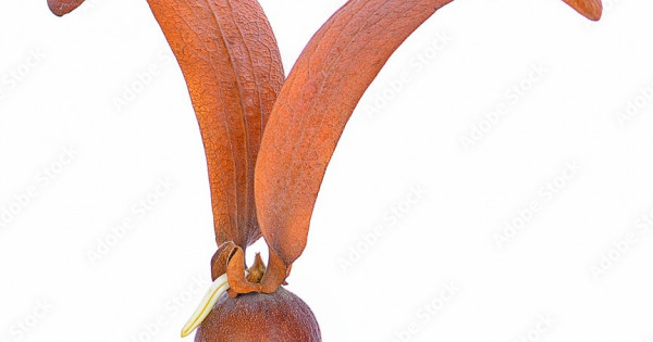 Hora seeds හොර කුරුල්ලෝ Dipterocarpus Zeylanicus Helicopter