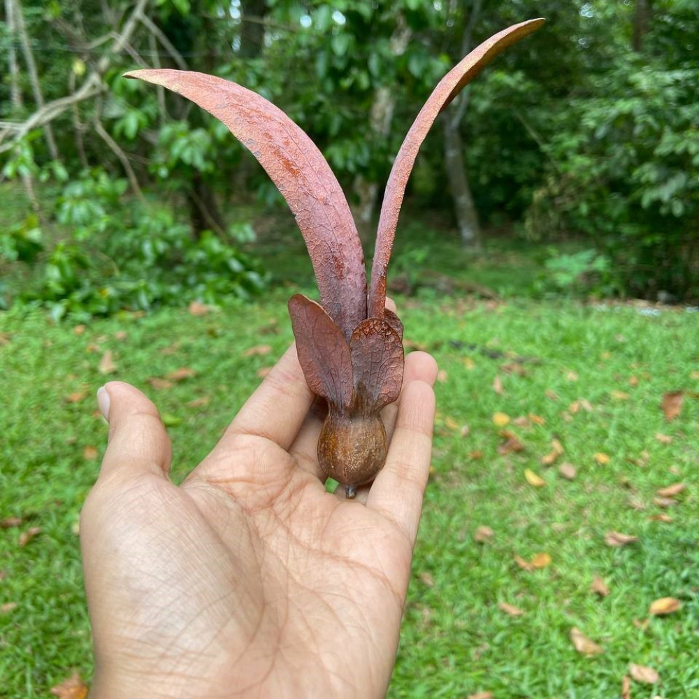 Hora seeds හොර කුරුල්ලෝ Dipterocarpus Zeylanicus Helicopter