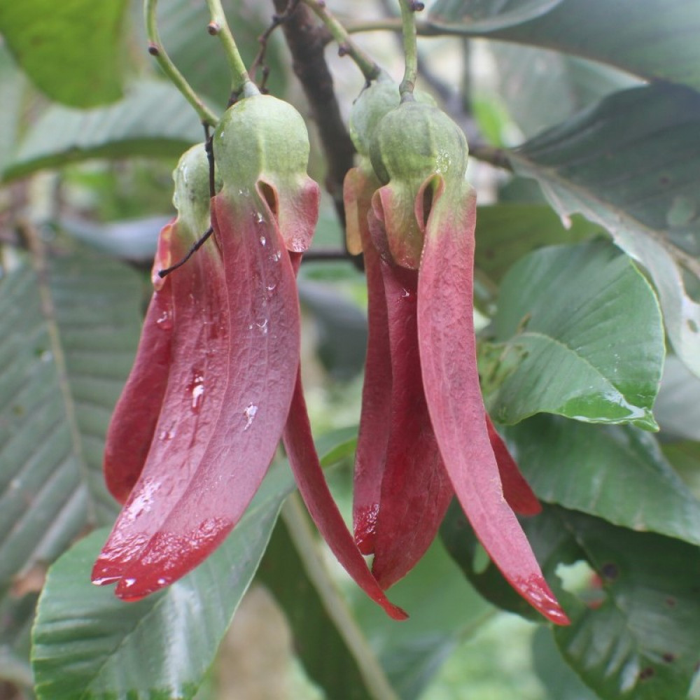 Hora seeds හොර කුරුල්ලෝ Dipterocarpus Zeylanicus Helicopter